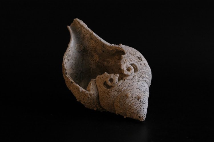 OF COWRIES AND CONCH SHELLS: Maldives and the Indian Ocean Networks ...